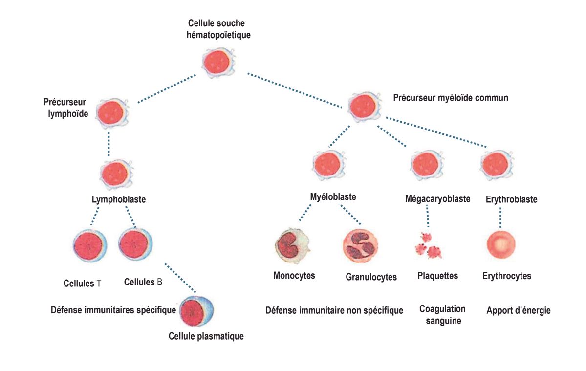 Informations aux patientes et patients sur la transplantation ...